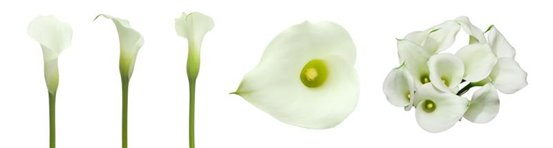 Calla Lilys | Flowers | Prime Petals