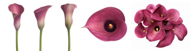 Calla Lilys | Flowers | Prime Petals