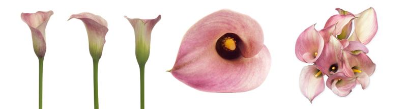 Calla Lilys | Flowers | Prime Petals