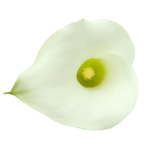 Calla Lilys | Flowers | Prime Petals