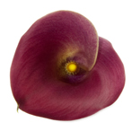 Calla Lilys | Flowers | Prime Petals