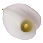 Calla Lilys | Flowers | Prime Petals